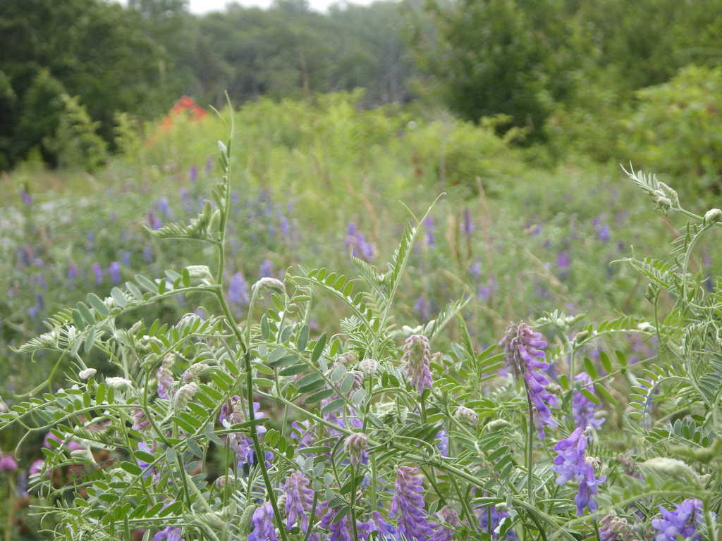 tufted vetch from Halifax, Nova Scotia, Canada on July 6, 2018 at 10:22 ...