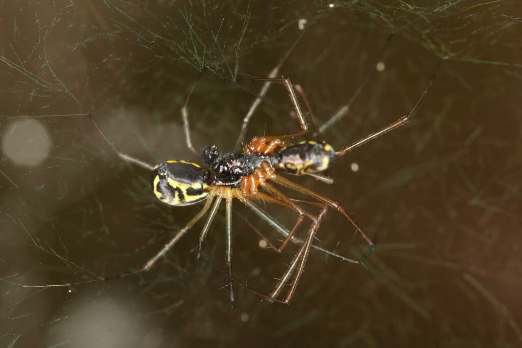 Filmy Dome Spider from Uzda District, Belarus on June 19, 2022 at 09:38 ...