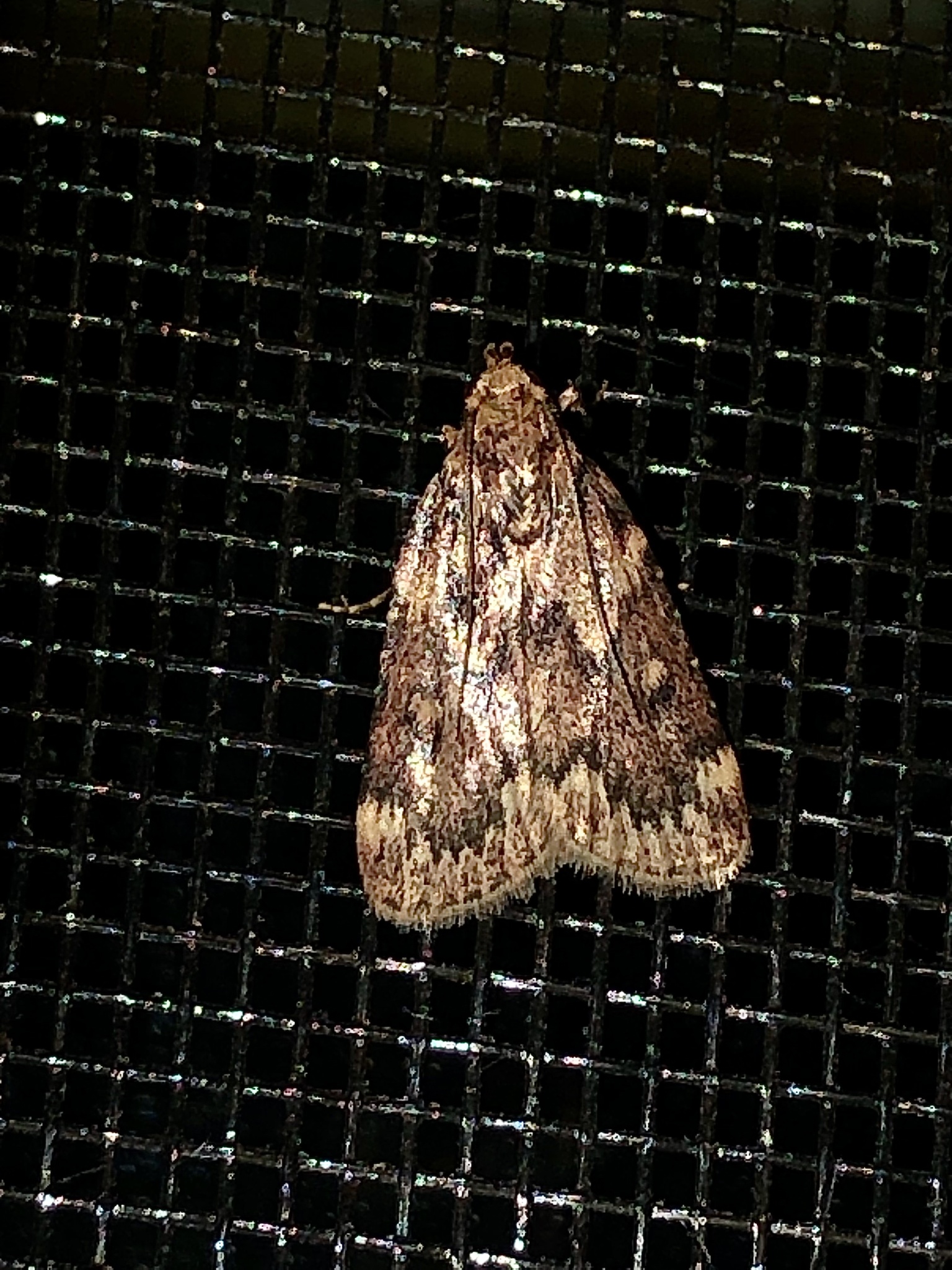 Aglossa cuprina Zeller, 1872