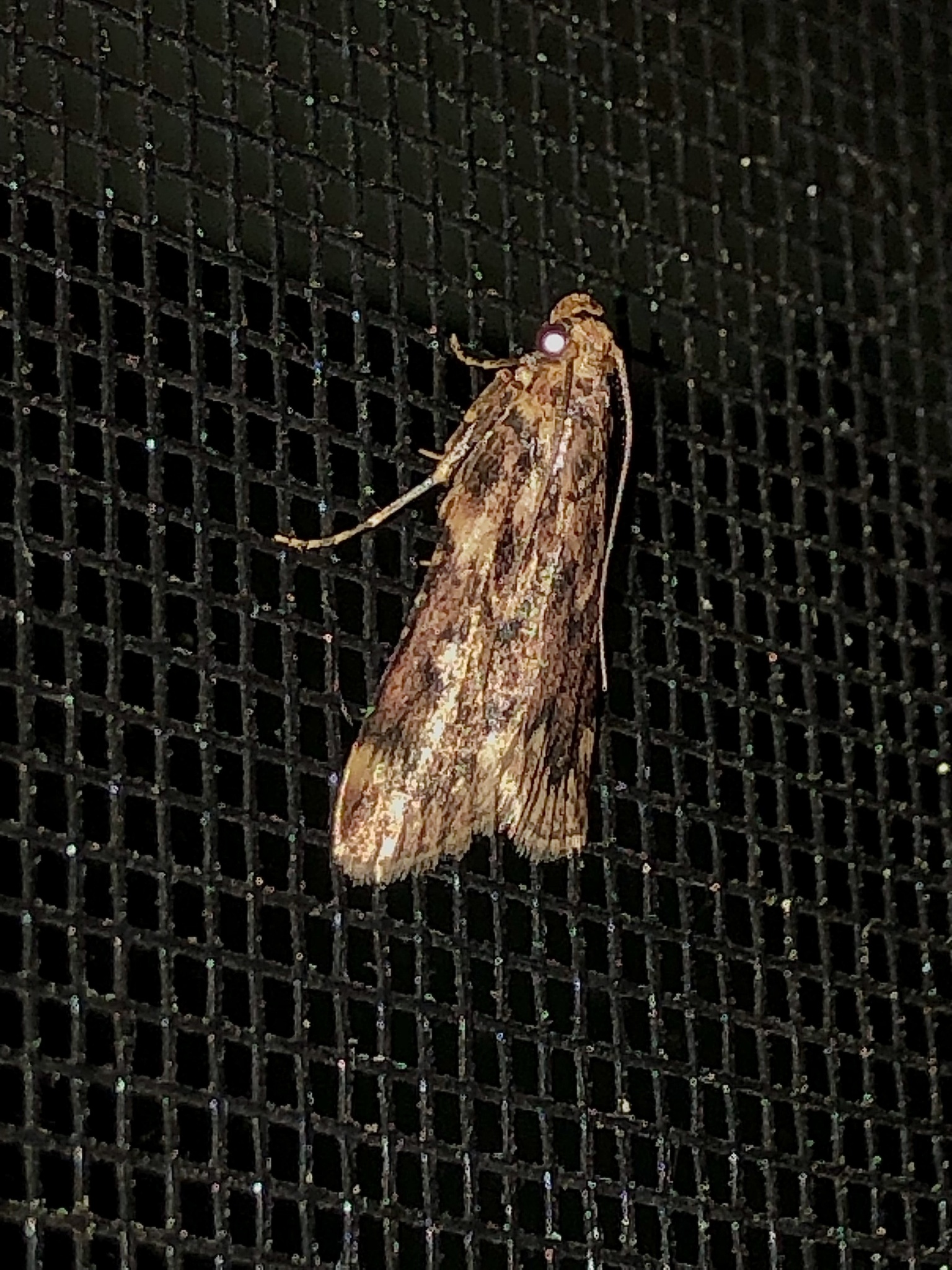 Aglossa cuprina Zeller, 1872