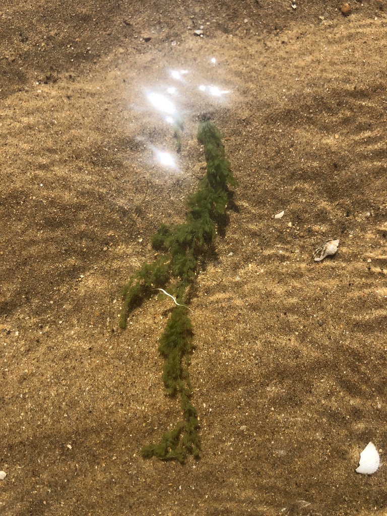 Stonewort from Océan Atlantique, Poitou-Charentes, FR on July 17, 2021 ...