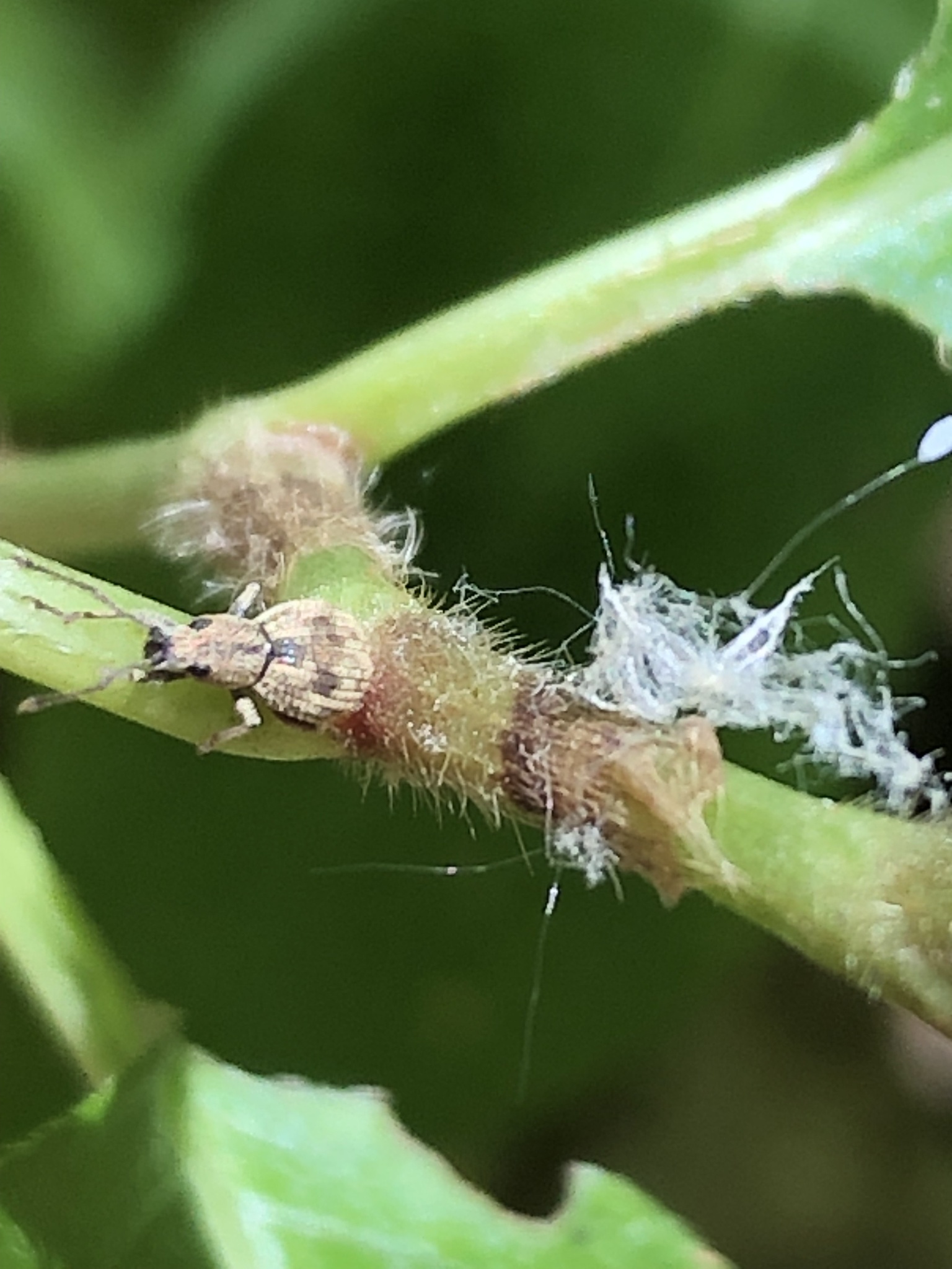 Calomycterus setarius Roelofs, 1873