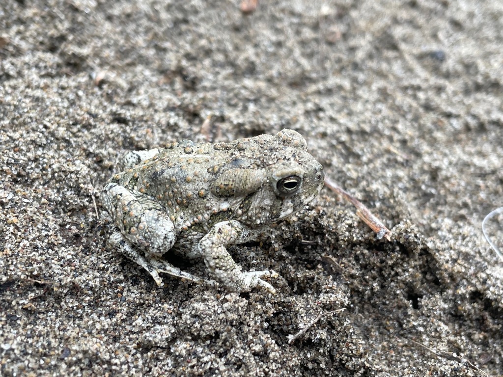 Woodhouse's Toad from Yellowstone County, MT, USA on June 12, 2022 at ...