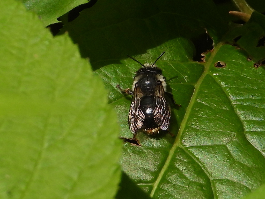 Anthophora terminalis Cresson, 1869