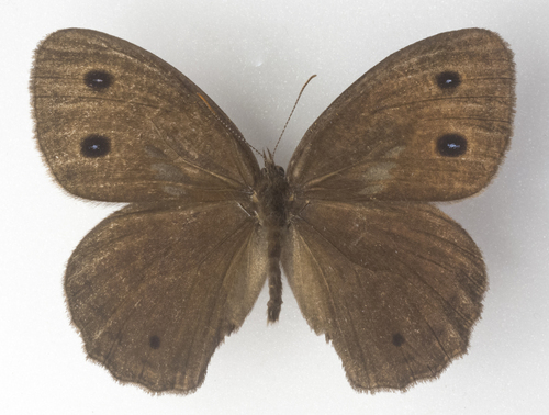 Great Basin Wood-Nymph (Yosemite National Park Butterfly Guide 🦋 ...