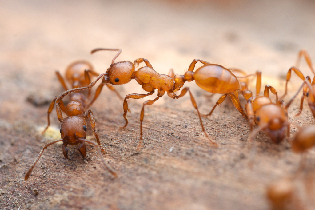 Manica hunteri (Ants of Alaska) · iNaturalist