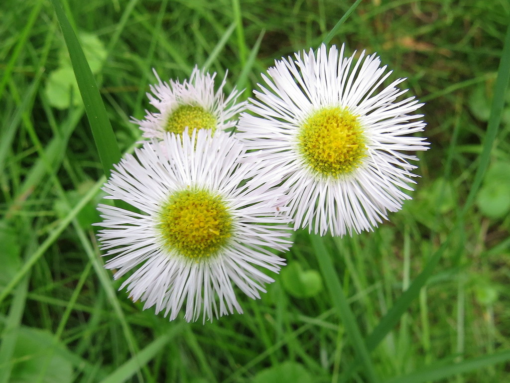 Philadelphia fleabane from Macoun Marsh, Ottawa on July 6, 2015 by Mike ...