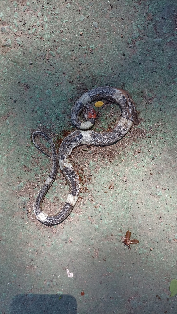 False Cat-eyed Snake from 28420 Col., México on June 27, 2022 at 11:35 ...