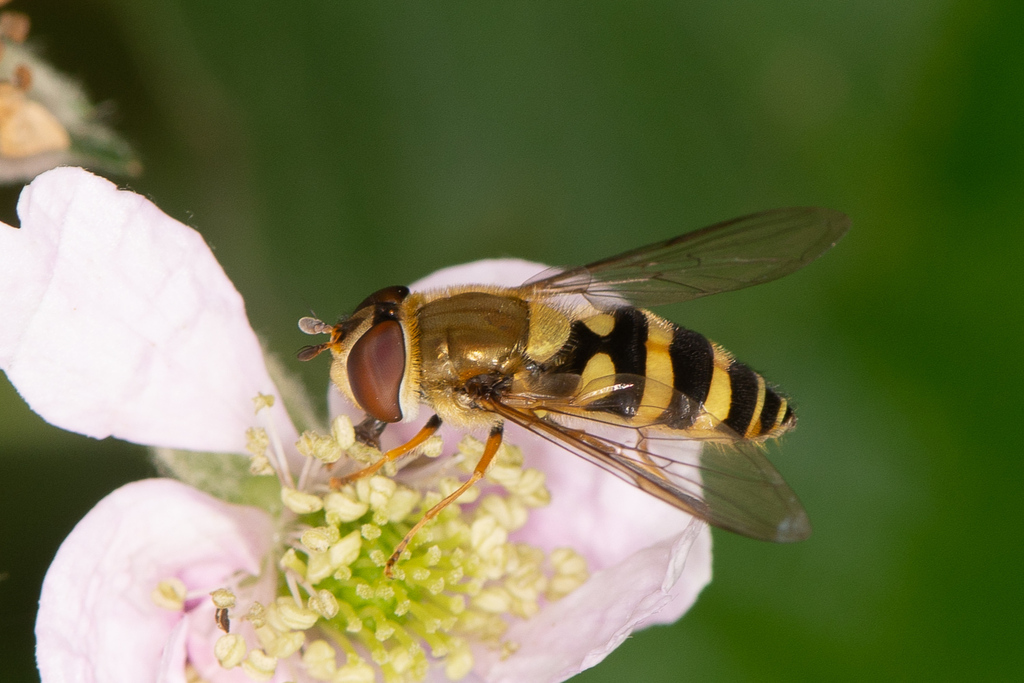 Common Flower Flies from Molslaboratoriet on June 26, 2022 at 12:20 PM ...