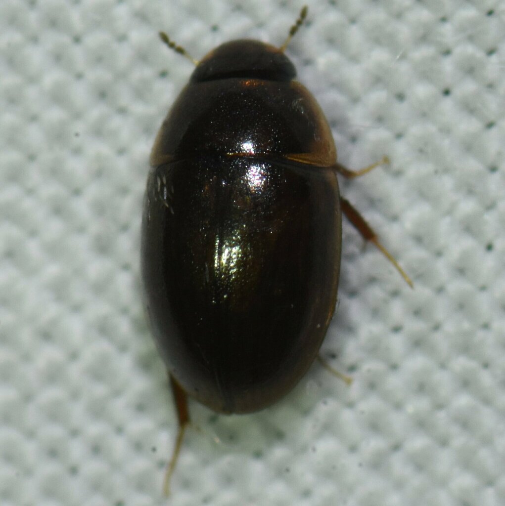 Enochrus from Miami-Dade County, FL, USA on June 26, 2022 at 03:49 AM ...