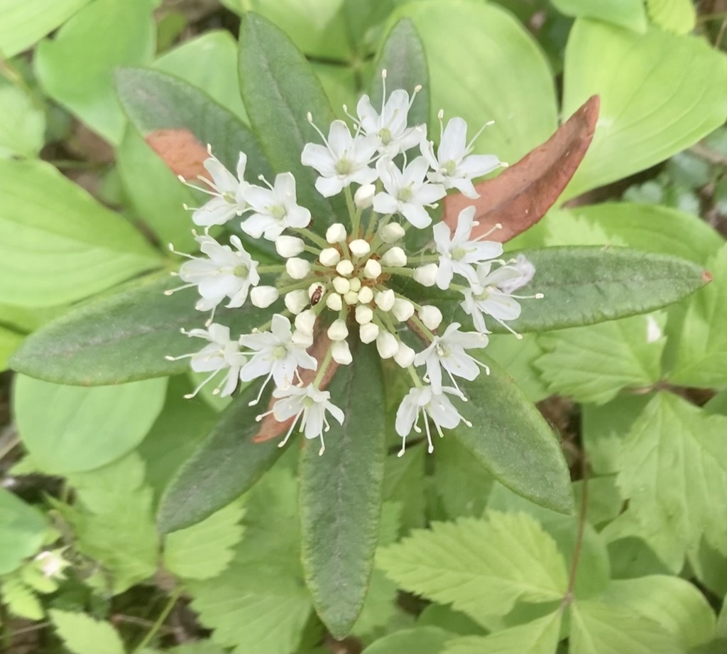 Bog Labrador Tea from Carlton County, MN, USA on June 16, 2022 at 01:45 ...