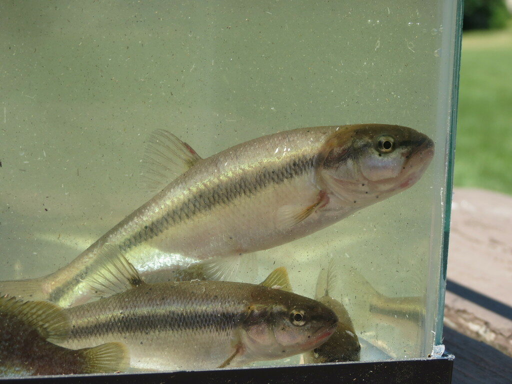 Creek Chub from Rockford, IL, USA on June 27, 2022 at 11:38 AM by ...