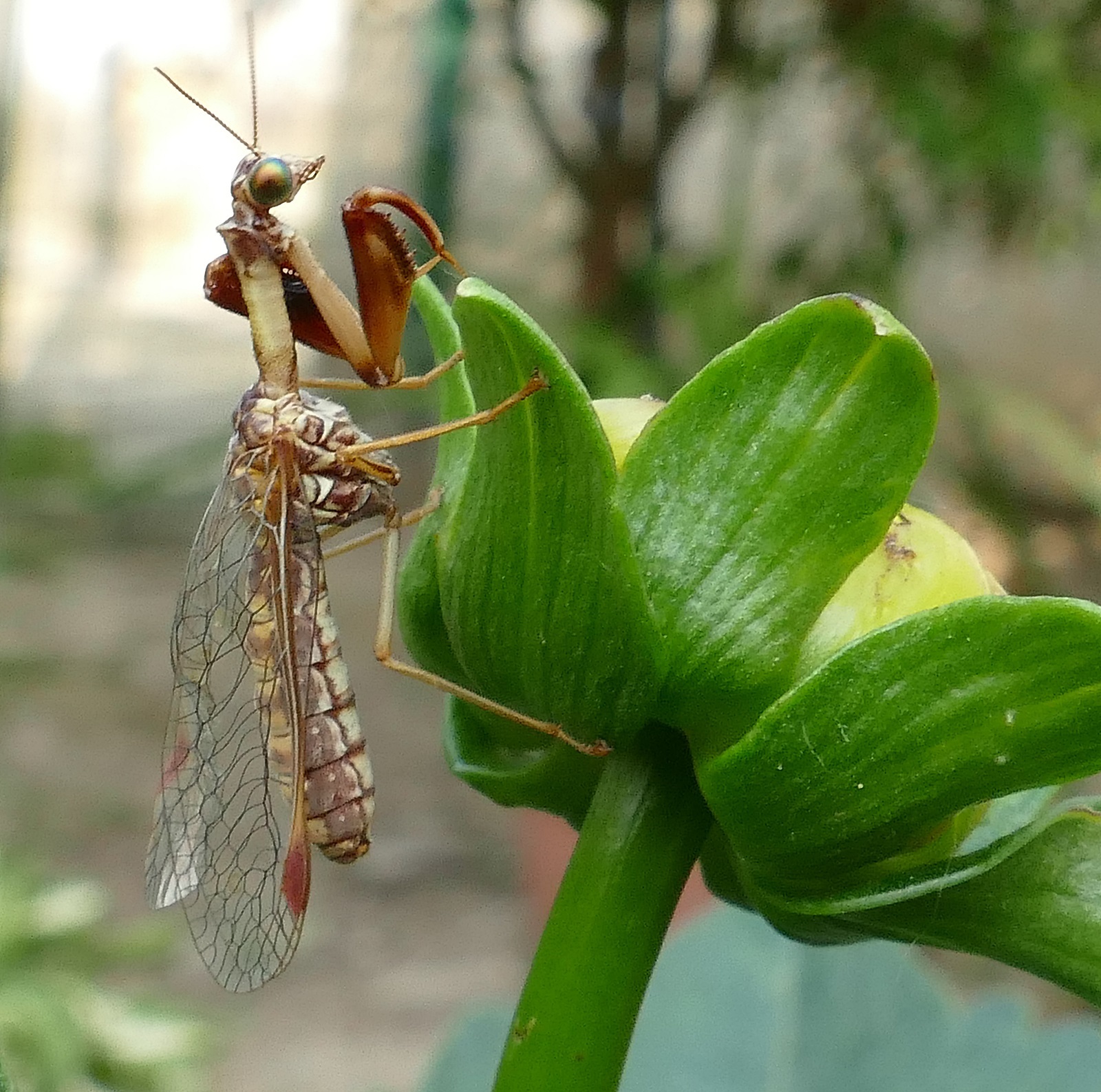 Mantispa styriaca (Poda, 1761)