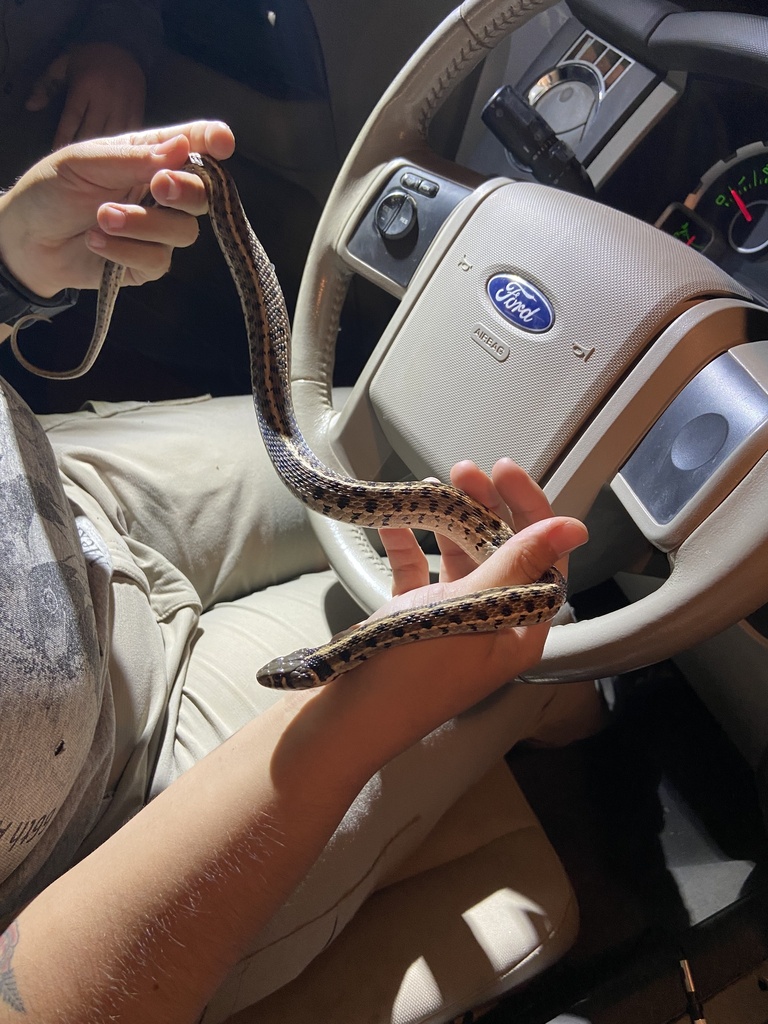 Checkered Garter Snake from Laurel St, Van Horn, TX, US on June 21 ...