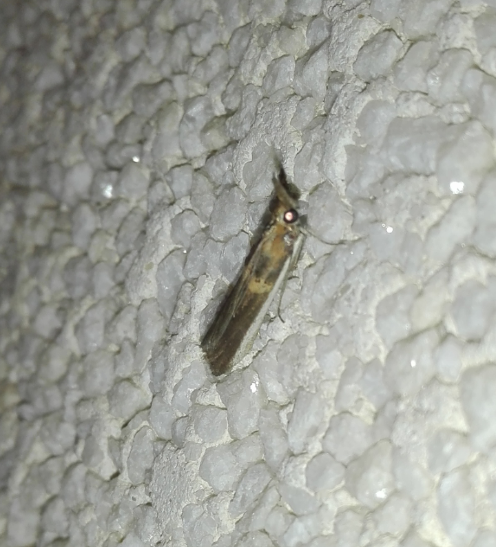 Gold-banded Etiella Moth from Carrer Jaume I, 49, 08398 Santa Susanna ...