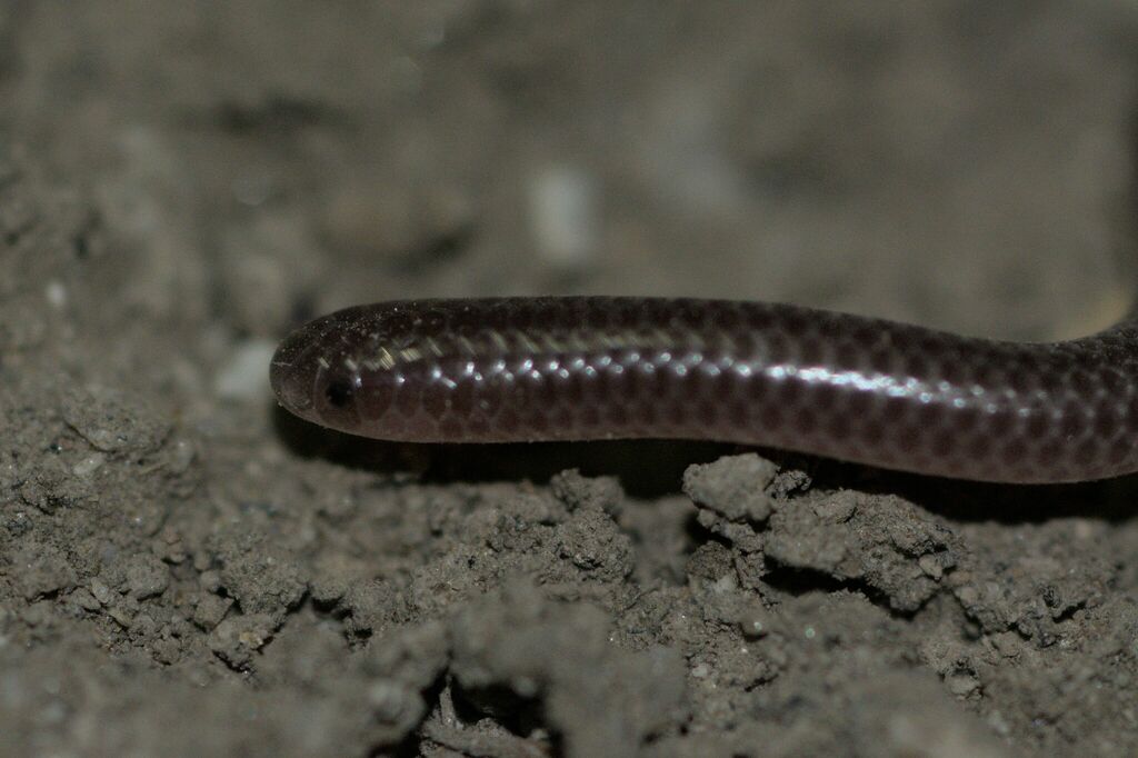 Western Threadsnake from Ensenada, B.C., México on June 25, 2022 at 08: ...