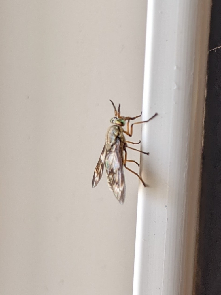 Deer Flies from Lafayette, CO 80026, USA on June 27, 2022 at 03:51 PM ...