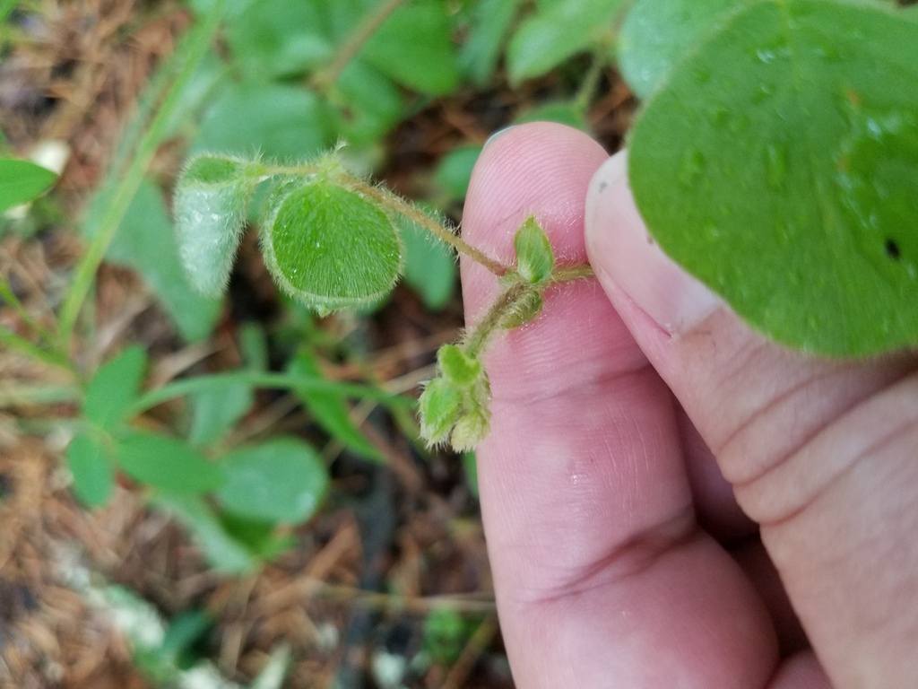 Round-leaved Trailing Tick-trefoil (Desmodium rotundifolium) - Botanical Realm