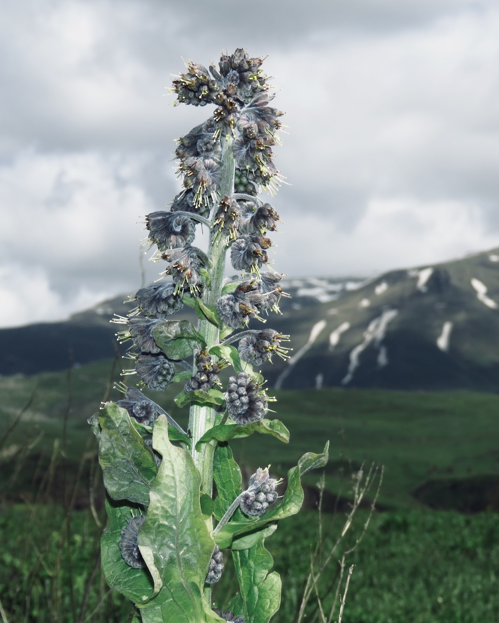 Solenanthus circinnatus Ledeb.