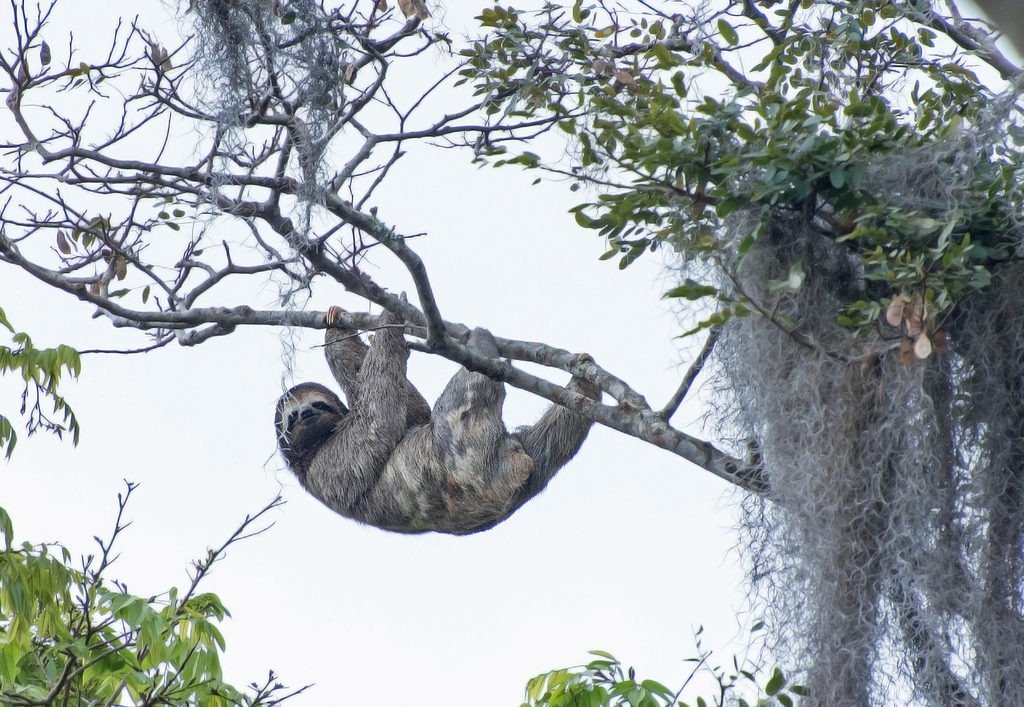 Southern Atlantic Forest Three-toed Sloth from Afonso Cláudio, ES ...