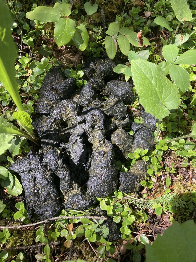 Holarctic Bears from Helena-Lewis and Clark National Forest, Hobson, MT ...