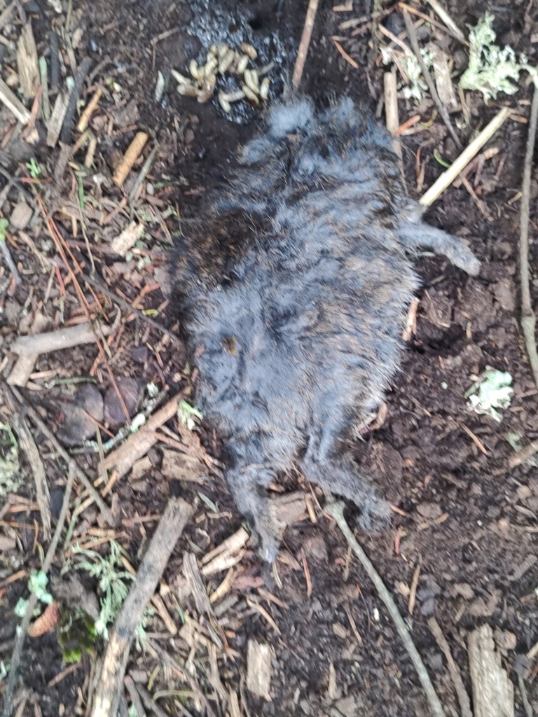 Volcano Rabbit from Cd. de México, México on June 26, 2022 at 10:00 AM ...