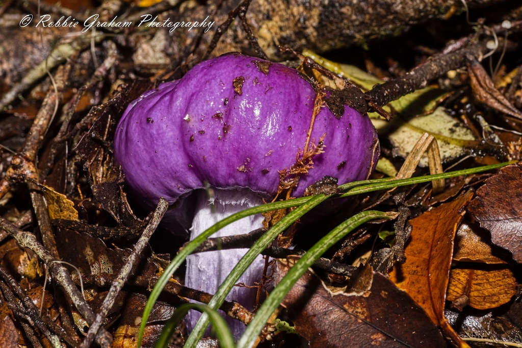 Webcaps from 202 Clements Mill Road, Waikato 3382, New Zealand on June ...