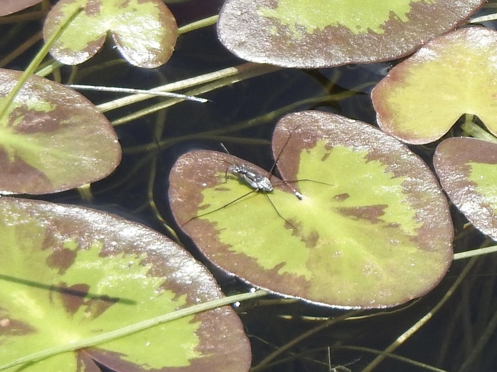 Neogerris hesione in June 2022 by Eric Blomberg. Maybe, CV ID. Might be ...