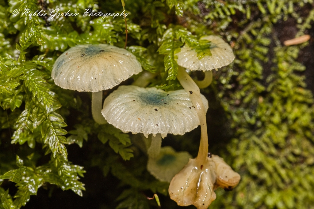 Pixie's Parasol from 202 Clements Mill Road, Waikato 3382, New Zealand ...
