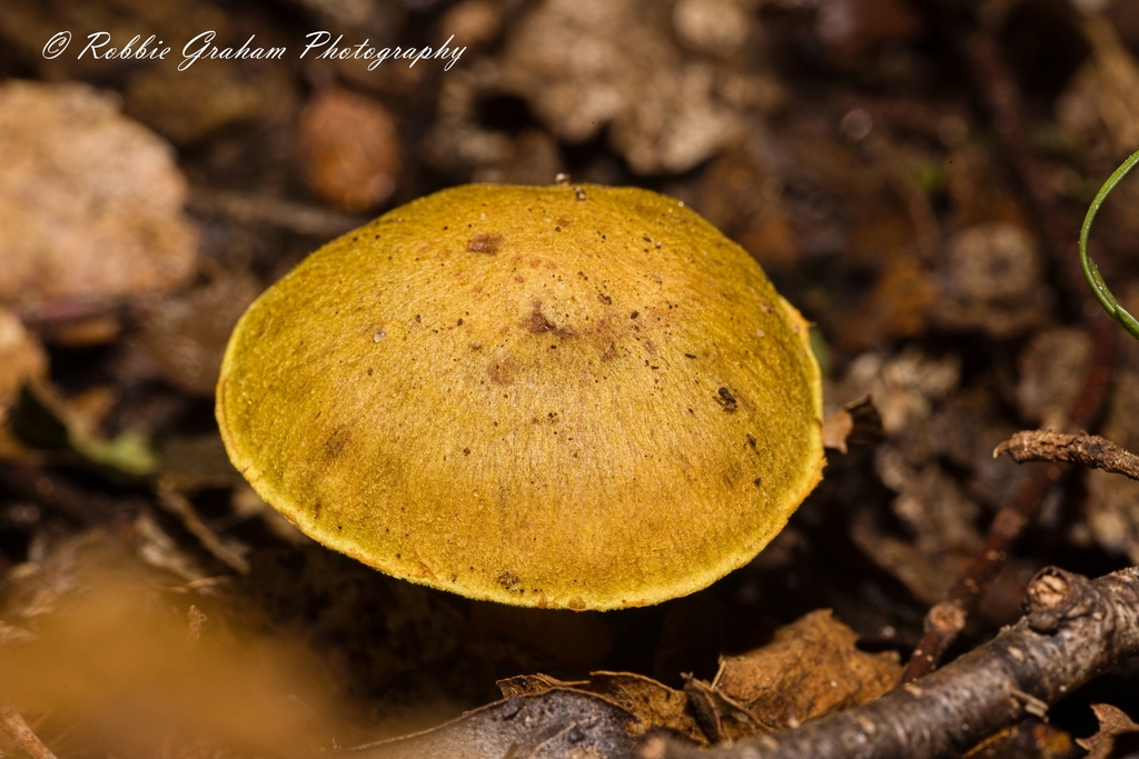 Webcaps from 202 Clements Mill Road, Waikato 3382, New Zealand on June ...