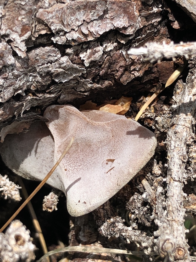 Jelly Tree Ear from Apache County, US-AZ, US on June 27, 2022 at 10:53 ...