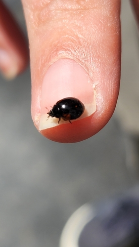 Observations by naturalist_nate · iNaturalist