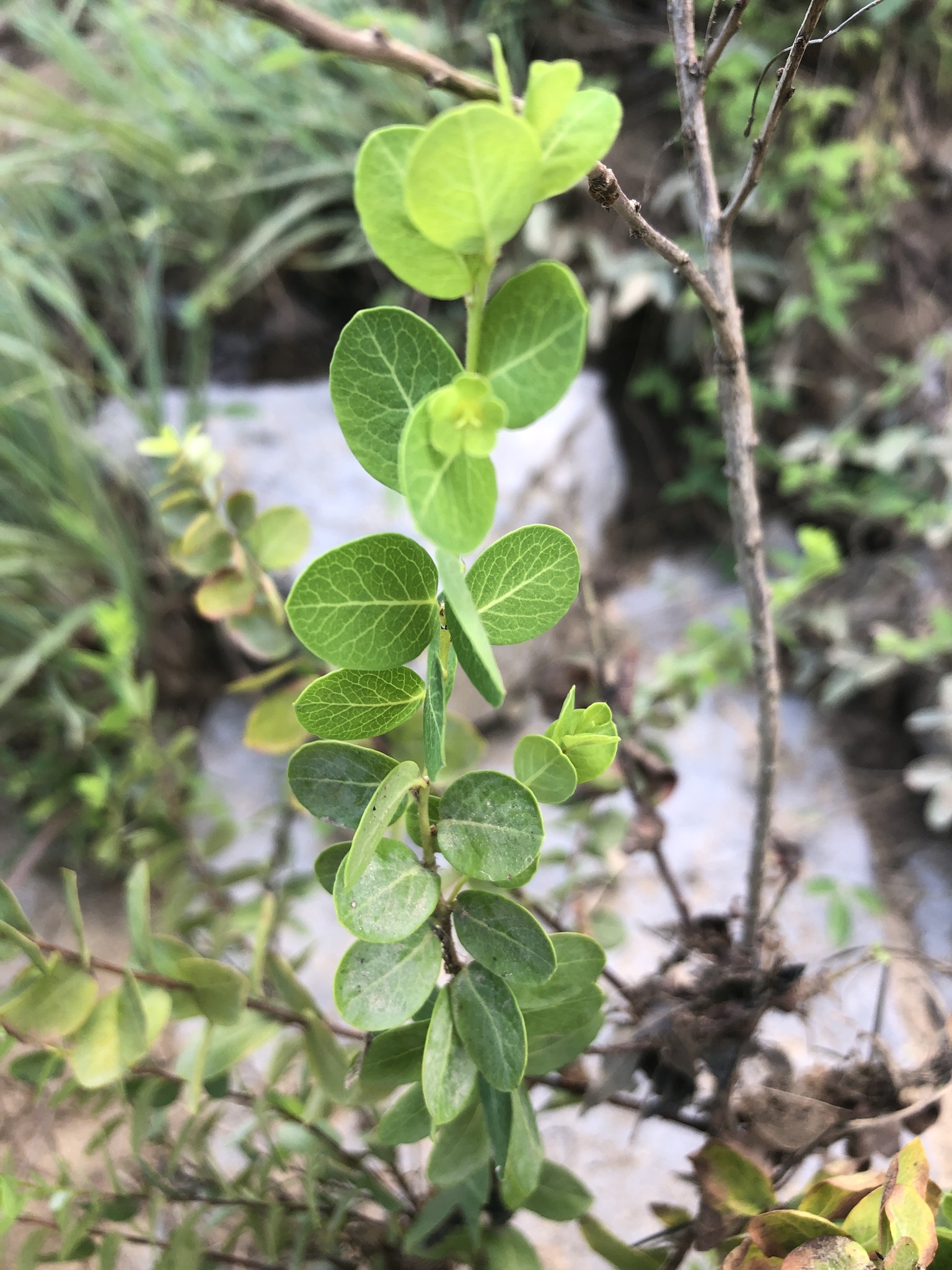 Phyllanthopsis phyllanthoides (Nutt.) Voronts. & Petra Hoffm.