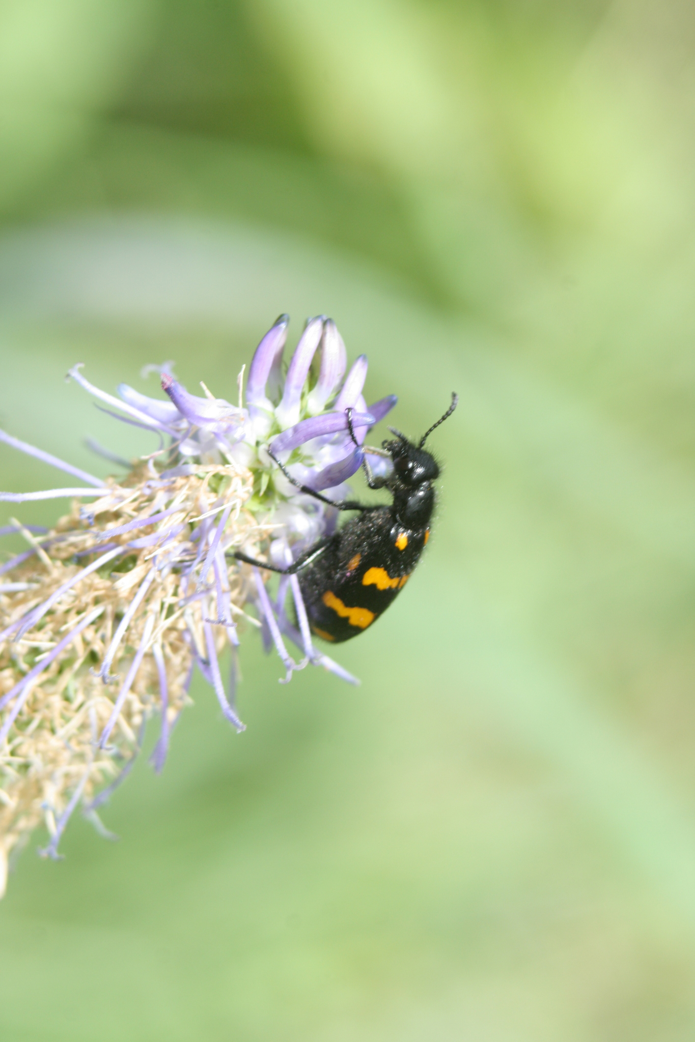 Hycleus polymorphus (Pallas, 1771)