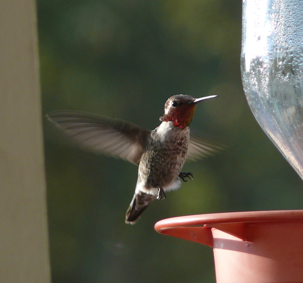 Anna's Hummingbird from Via Temprano, San Diego, CA 92124, USA on ...