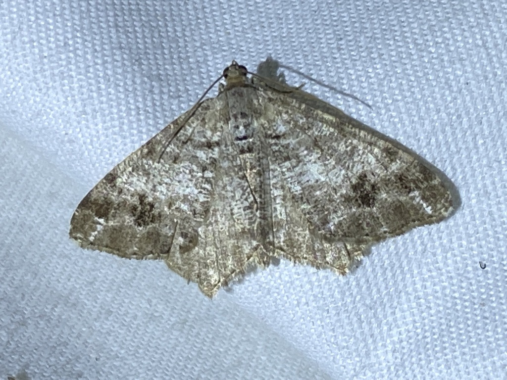 Pale-marked Angle from Tolland, CT 06084, USA on May 26, 2022 at 11:31 ...