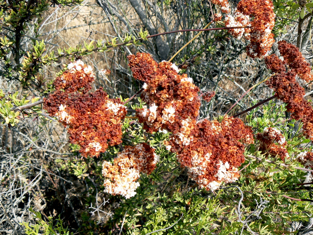 California Buckwheat from Lake Murray, San Diego, CA, USA on August 31 ...
