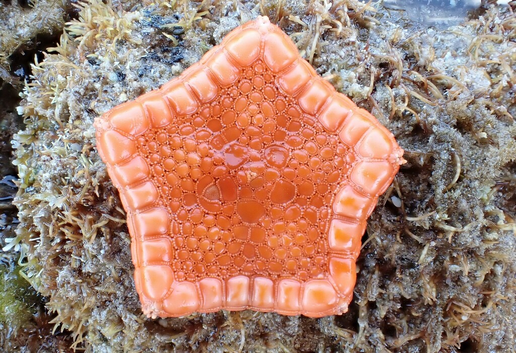 Common Biscuit Star from Edithburgh SA 5583, Australia on January 31 ...