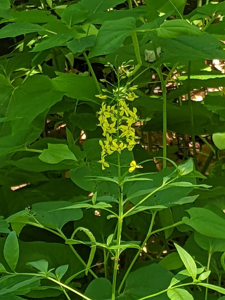 swamp candles from Croton-on-Hudson on June 26, 2022 at 02:08 PM by Dan ...