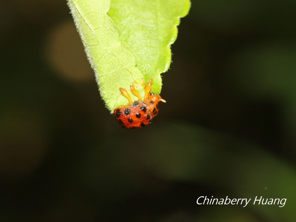 Agomadaranus pardaloides (Voss, 1924)