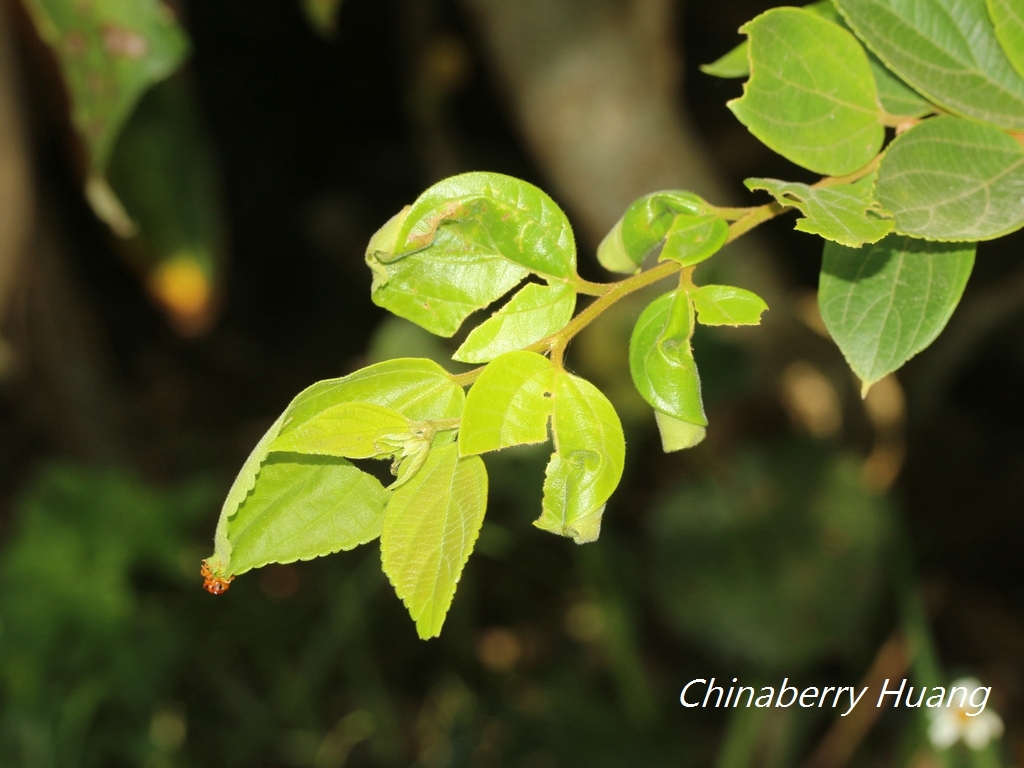 Agomadaranus pardaloides (Voss, 1924)