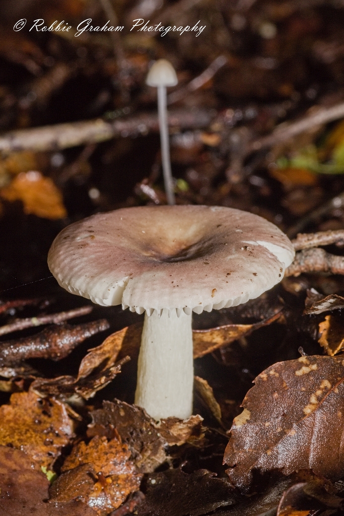 Russula roseopileata from 202 Clements Mill Road, Waikato 3382, New ...