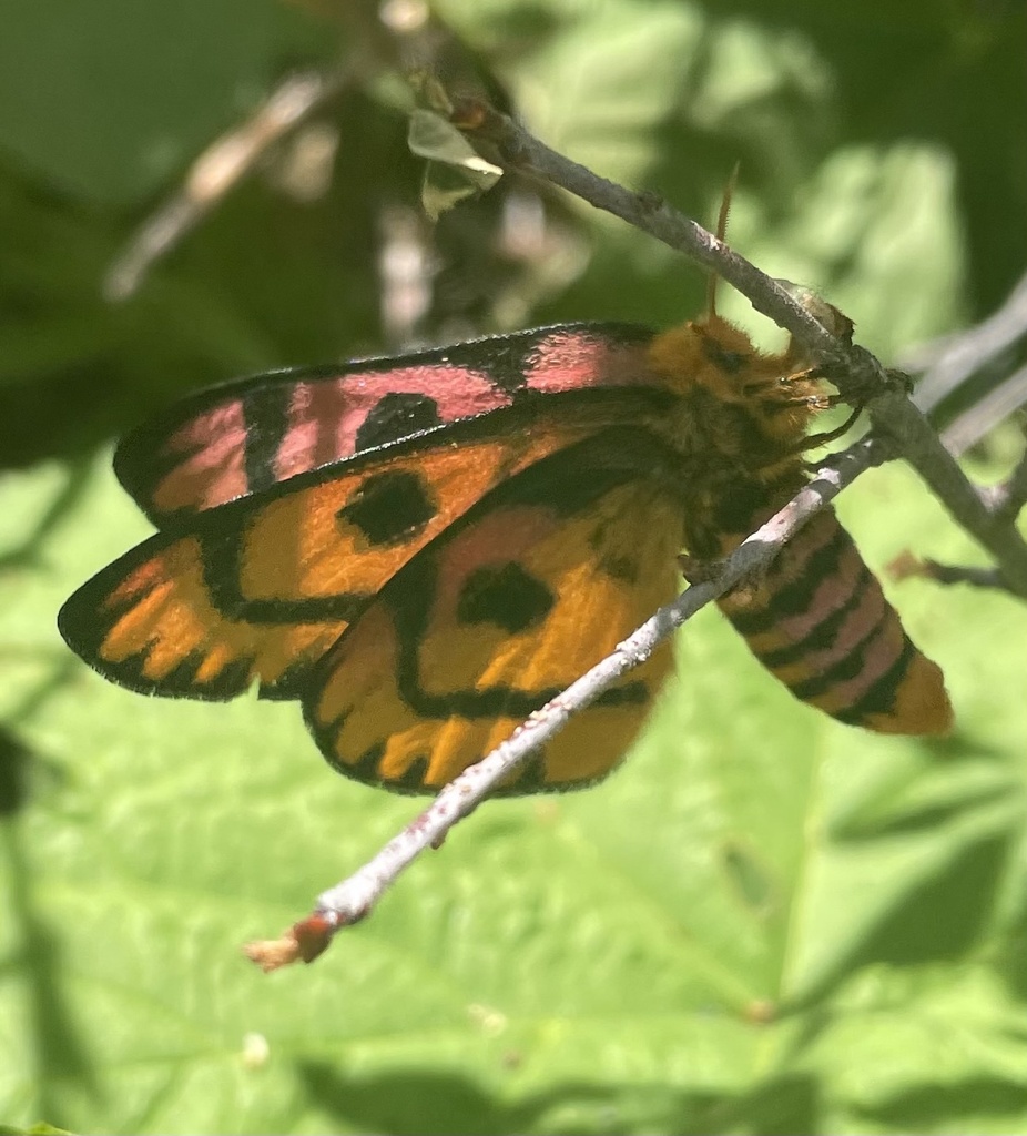 Western Sheep Moth from Yosemite National Park, Yosemite National Park ...