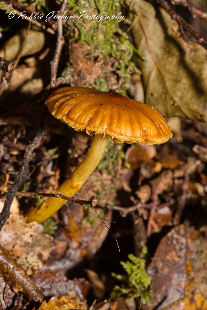 Webcaps from 202 Clements Mill Road, Waikato 3382, New Zealand on June ...