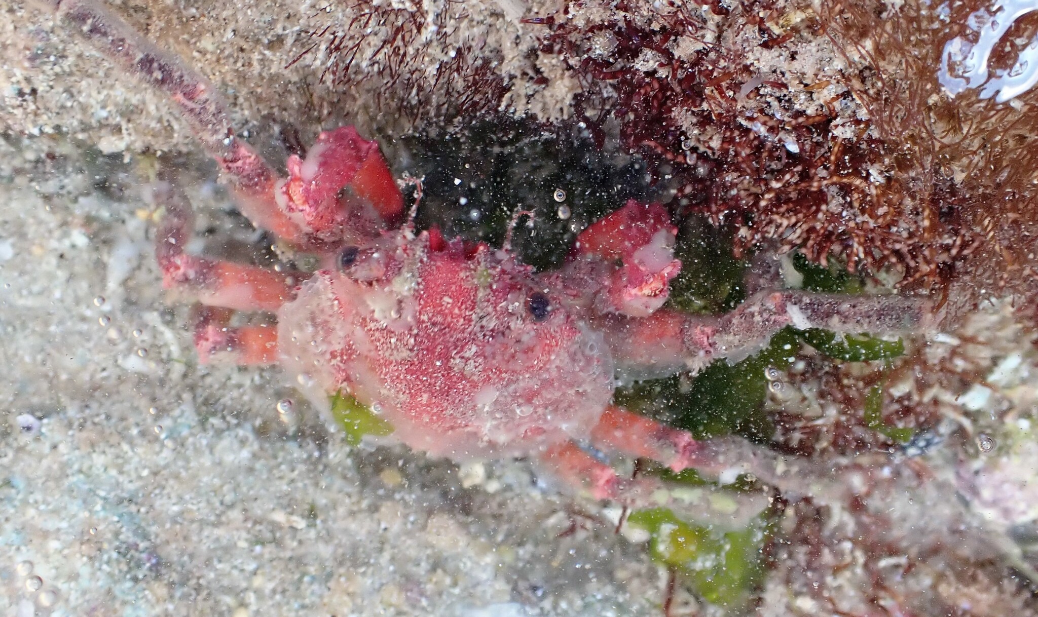 Schizophrys White, 1848