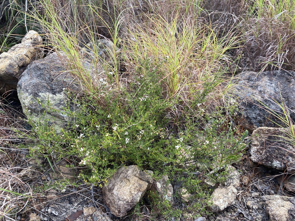 Cryptandra debilis (Plants of Yourka Bush Heritage Reserve ...