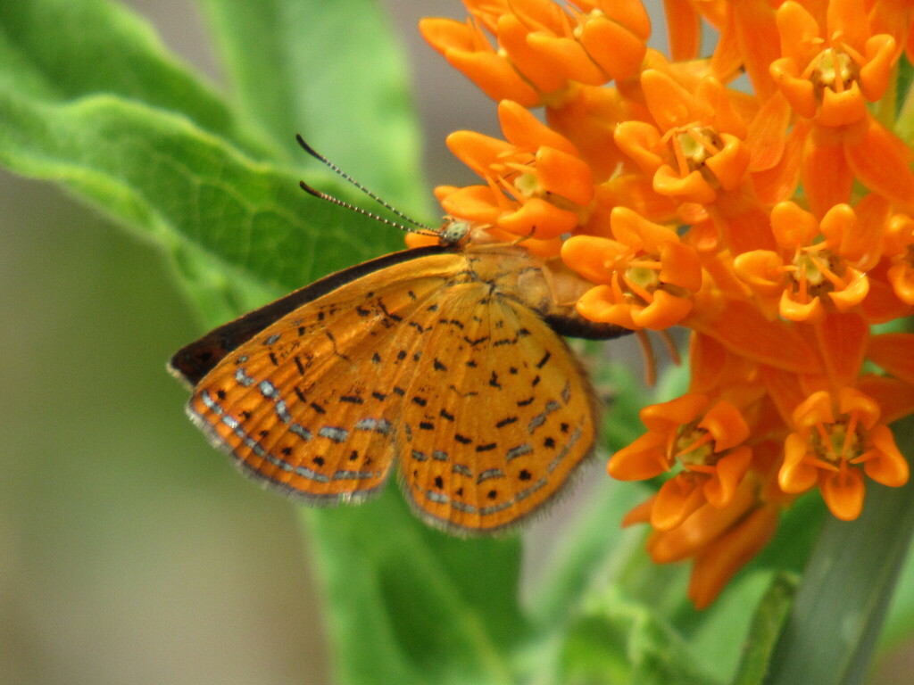 Northern Metalmark in June 2022 by smwhite. June 26, 2022 · iNaturalist