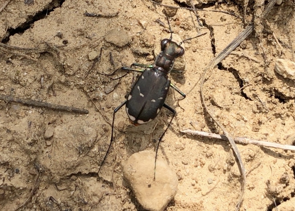 Eastern Red-bellied Tiger Beetle from Cox Arboretum Park, Dayton, OH ...
