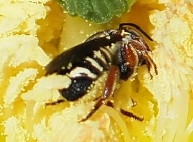 Pebble bees from Dugout Wells on June 21, 2022 at 12:13 PM by Thom ...
