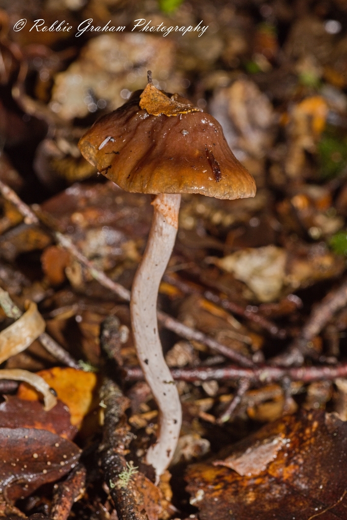 Descolea from 202 Clements Mill Road, Waikato 3382, New Zealand on June ...